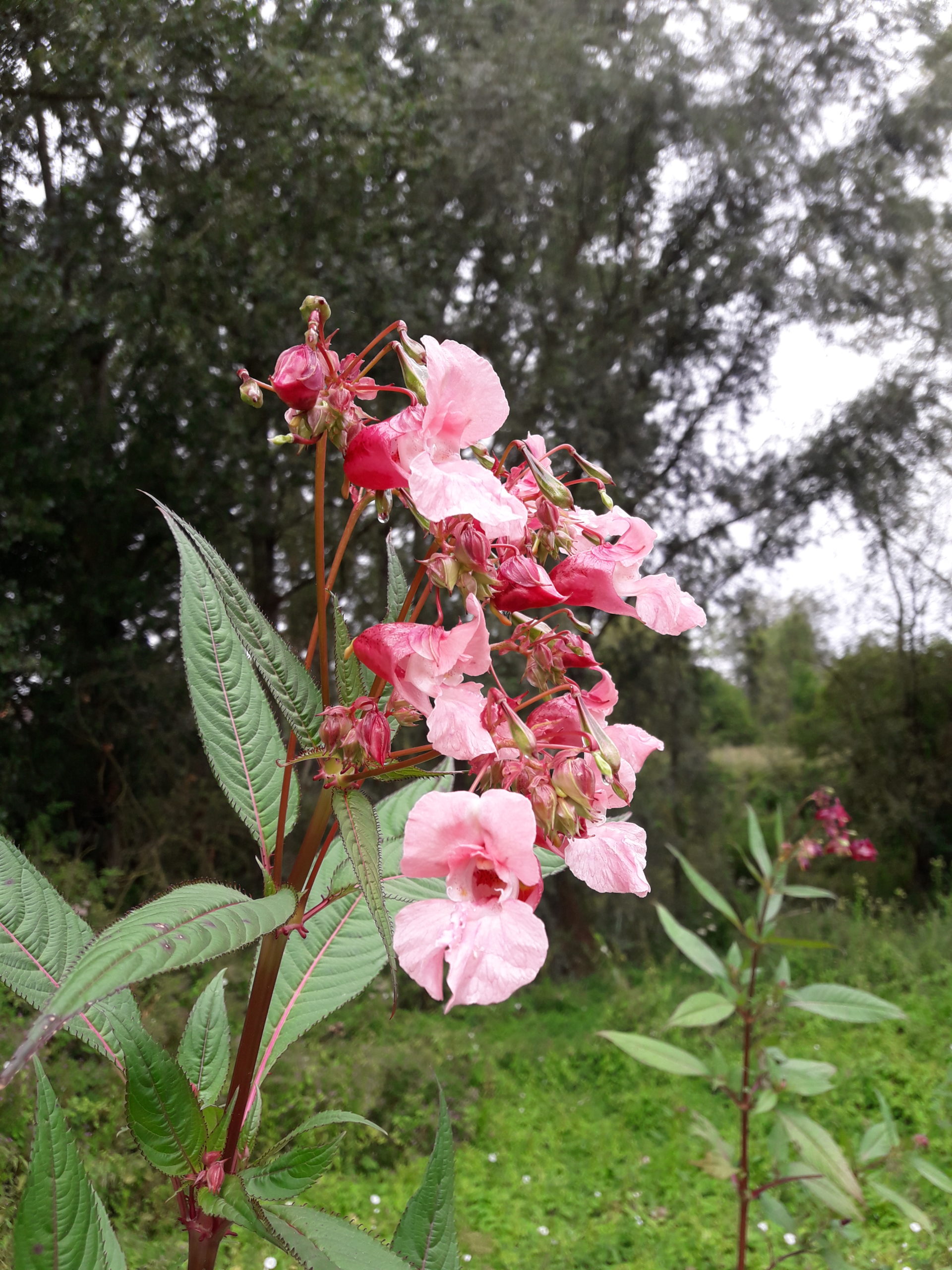 Gestion de la balsamine de l’Himalaya sur le ruisseau Rosseignies ...